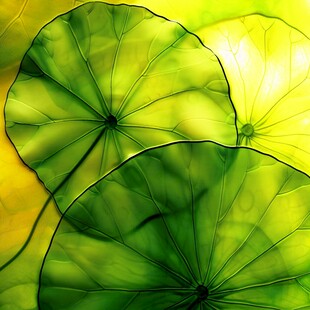 花叶大全素材-花叶大全图片-花叶大全设计模板-昵图网_昵享网 soso.nipic.cn